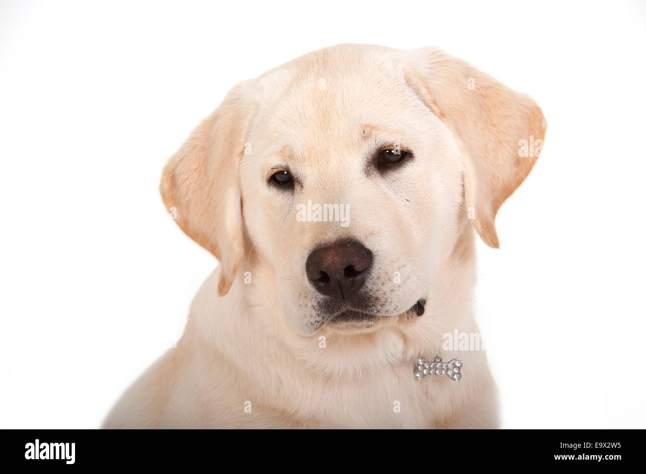 Labrador puppy 3 months old in studio UK Stock Photo - Alamy