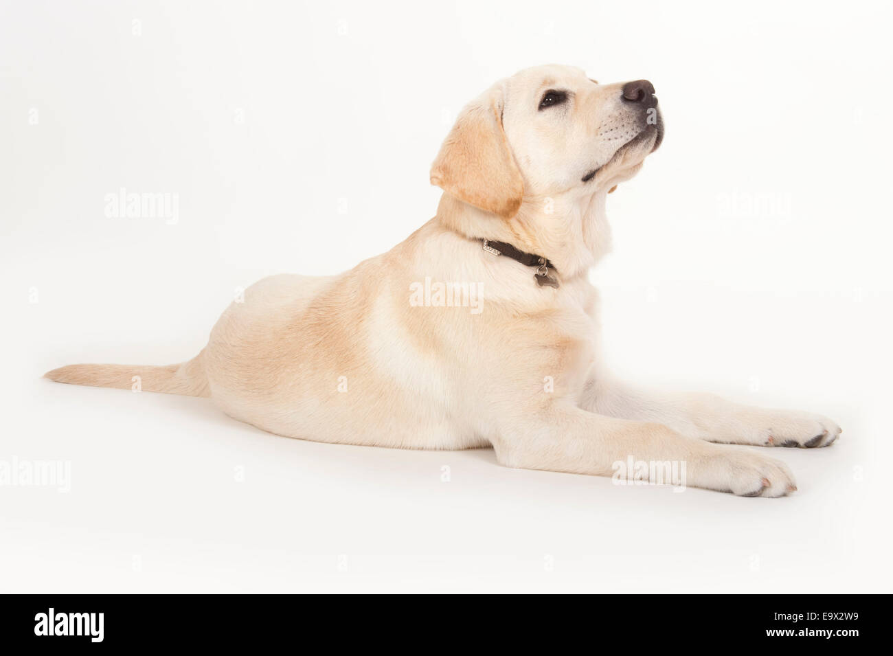 Labrador puppy 3 months old in studio UK Stock Photo - Alamy