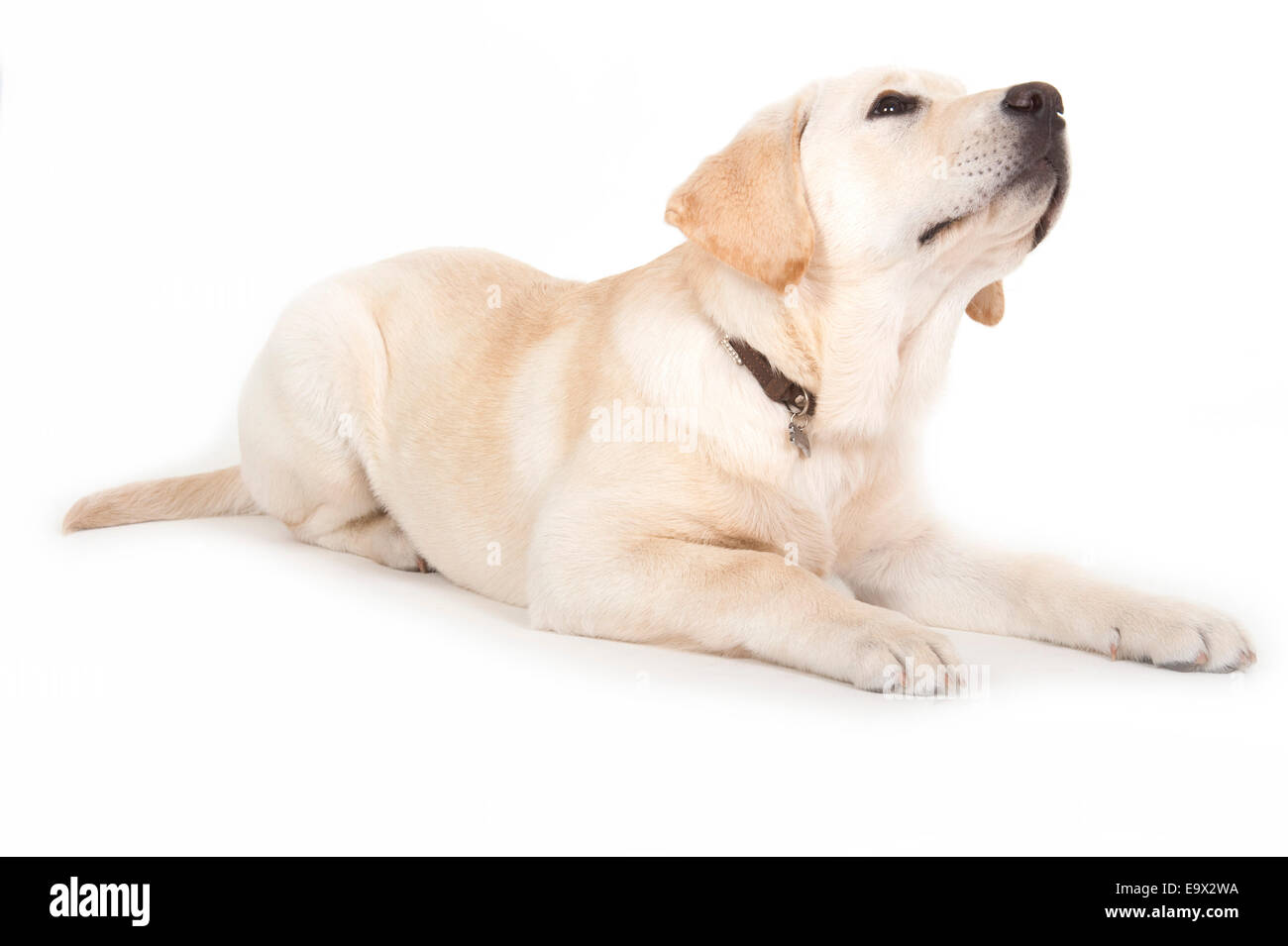 Labrador puppy 3 months old in studio UK Stock Photo - Alamy