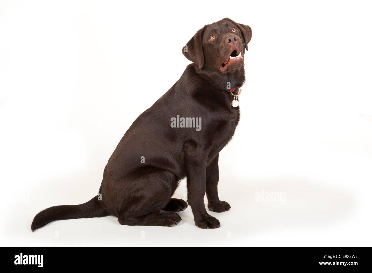 6 month old Labrador Dog in studio UK Stock Photo - Alamy