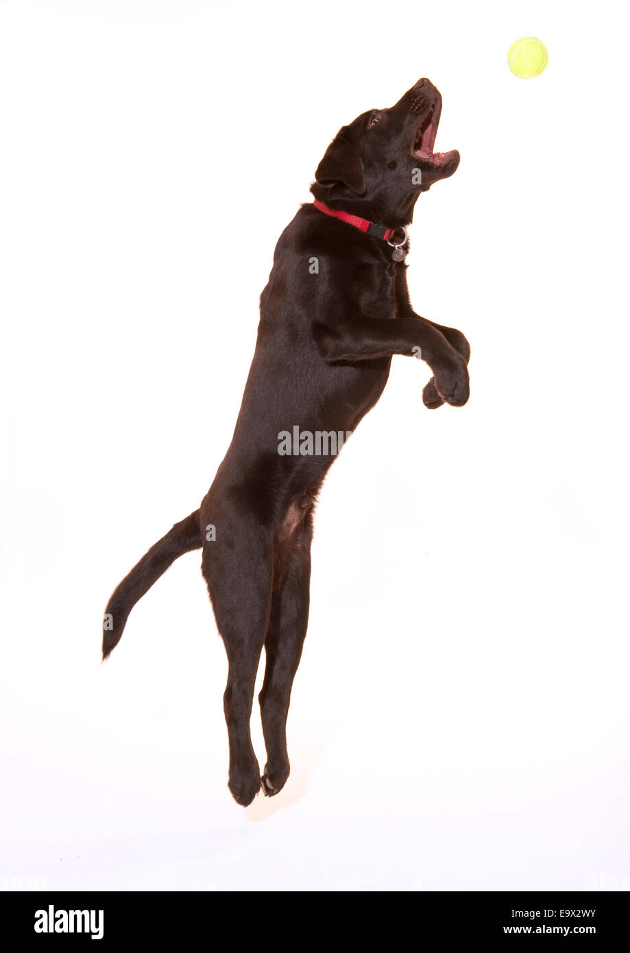 6 month old Labrador Dog in studio UK Stock Photo - Alamy
