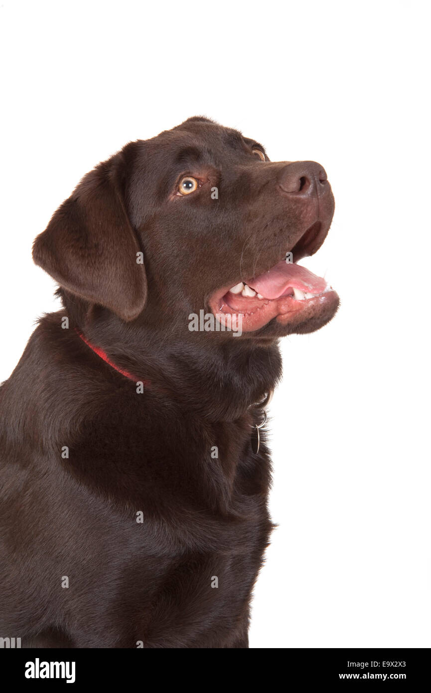 6 month old Labrador Dog in studio UK Stock Photo - Alamy