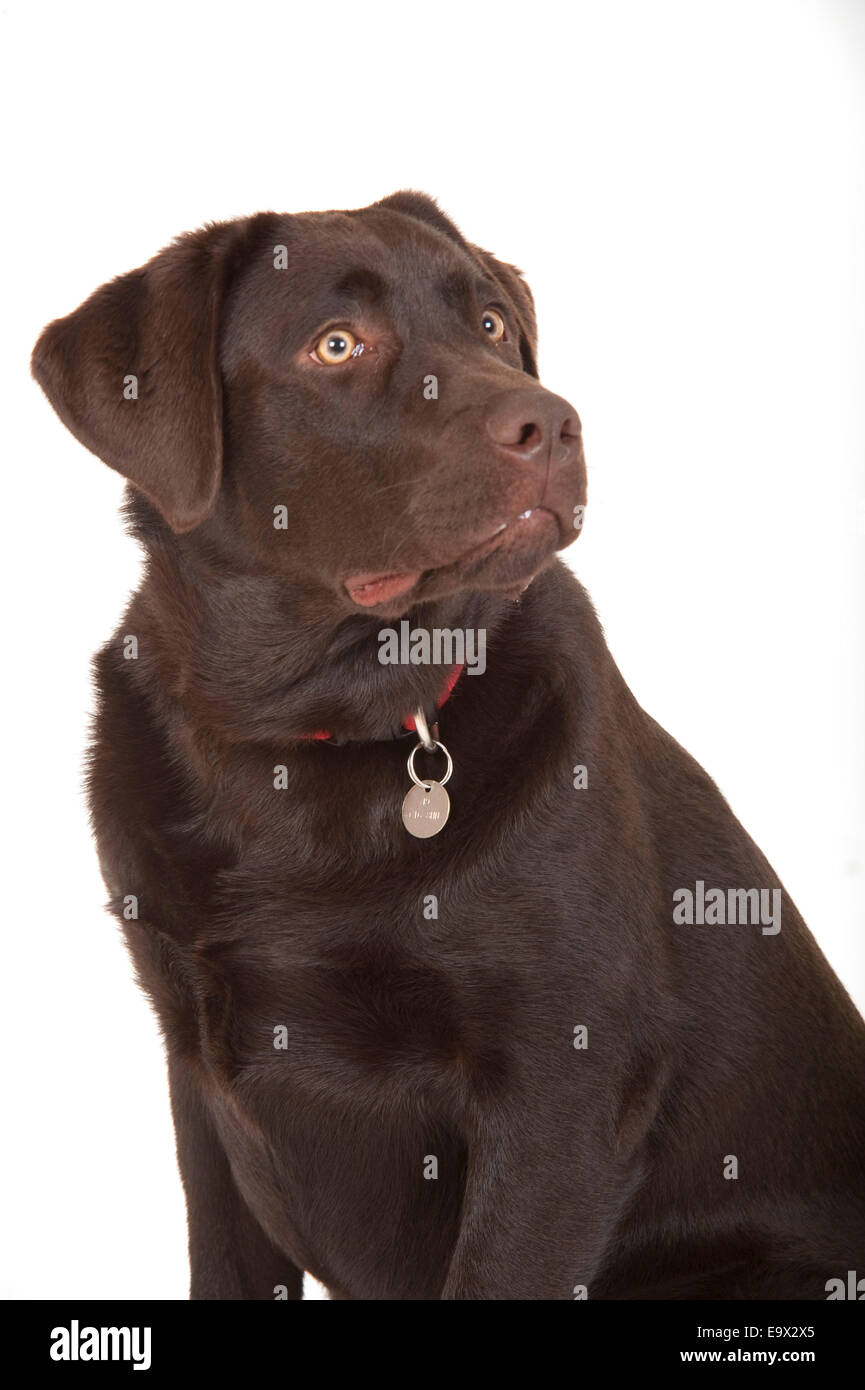 6 month old Labrador Dog in studio UK Stock Photo - Alamy