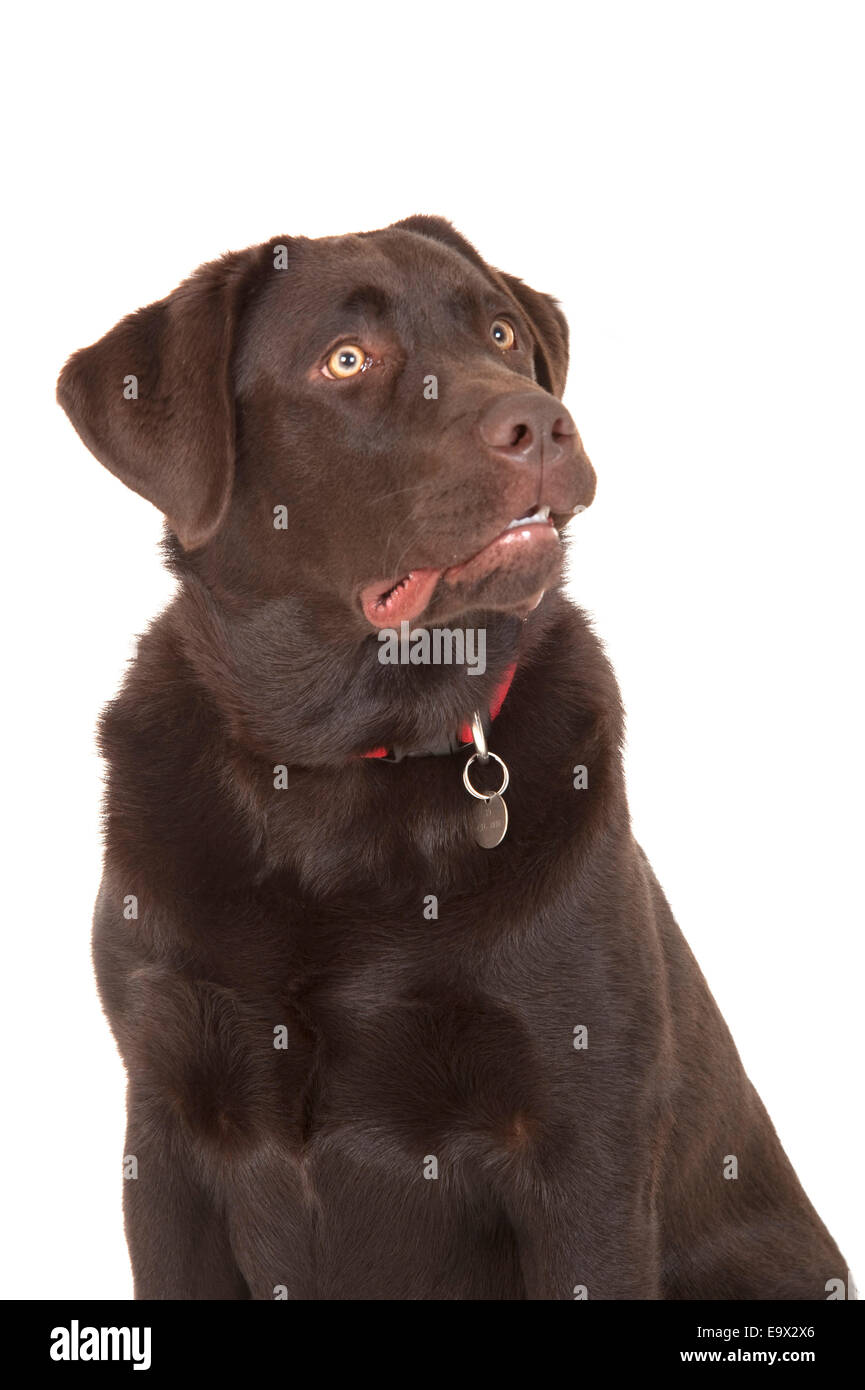 6 month old Labrador Dog in studio UK Stock Photo - Alamy