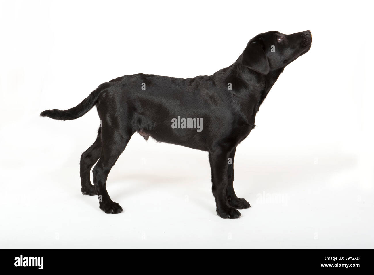 Labrador Dog 4 months old in studio UK Stock Photo - Alamy