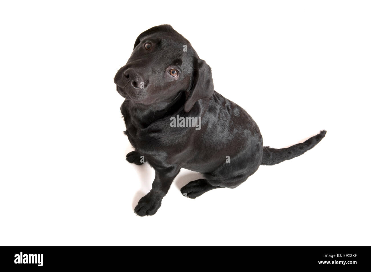 Labrador Dog 4 months old in studio UK Stock Photo - Alamy