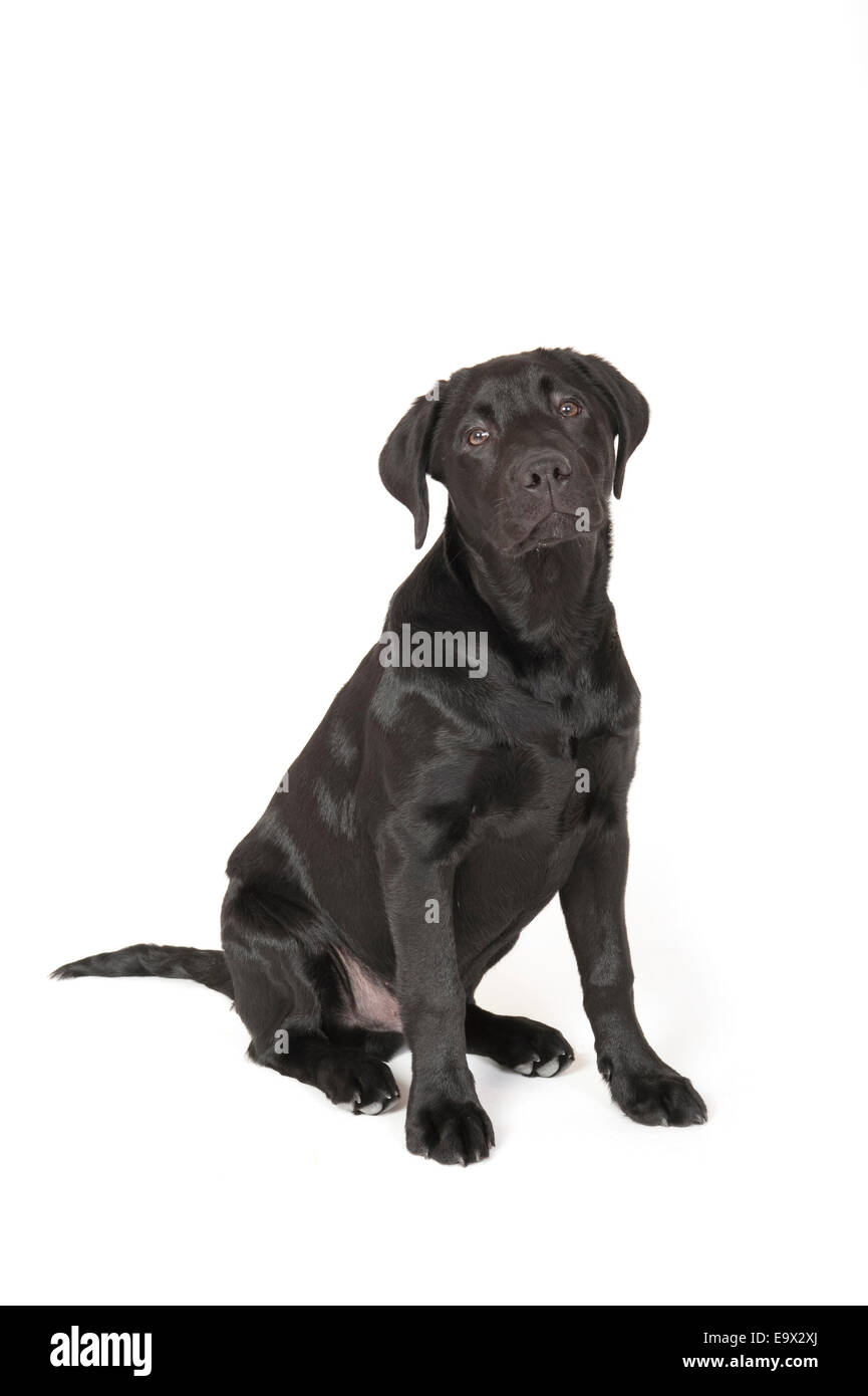 Labrador Dog 4 months old in studio UK Stock Photo - Alamy