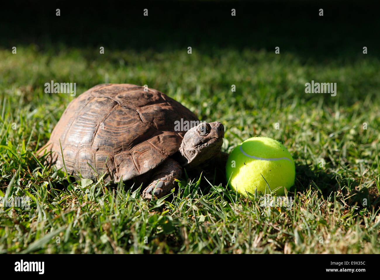 Chelonia tortoise turkey turtles turtle wildlife hi-res stock ...