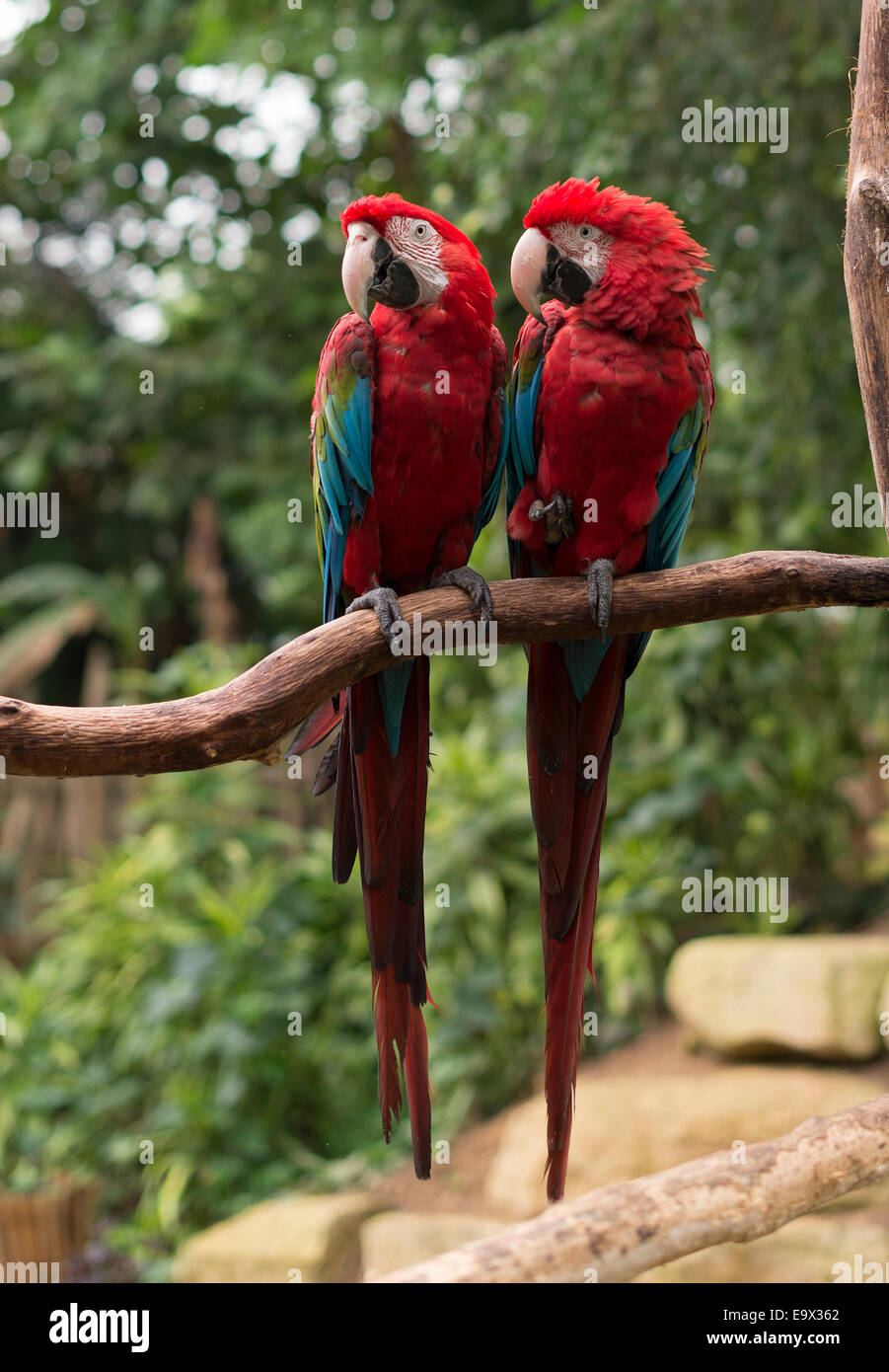 couple of red parrots in love on tree Stock Photo - Alamy