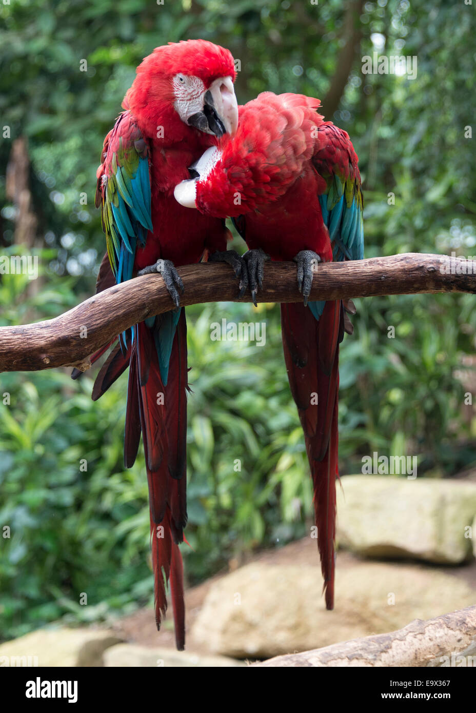 couple of red parrots in love on tree Stock Photo - Alamy