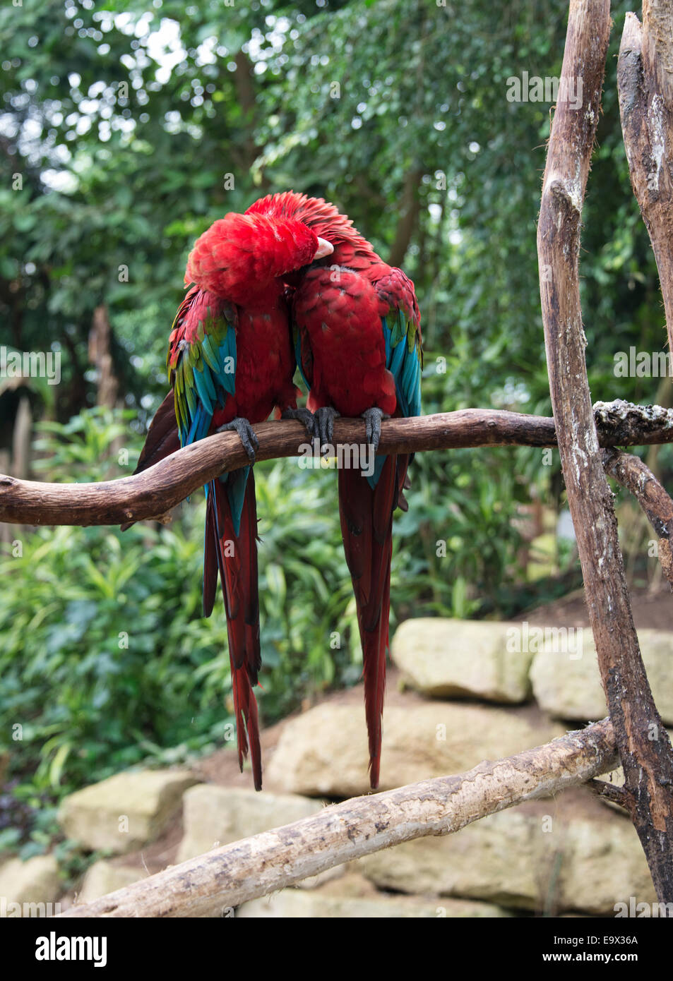 Parrot couple hi-res stock photography and images - Alamy