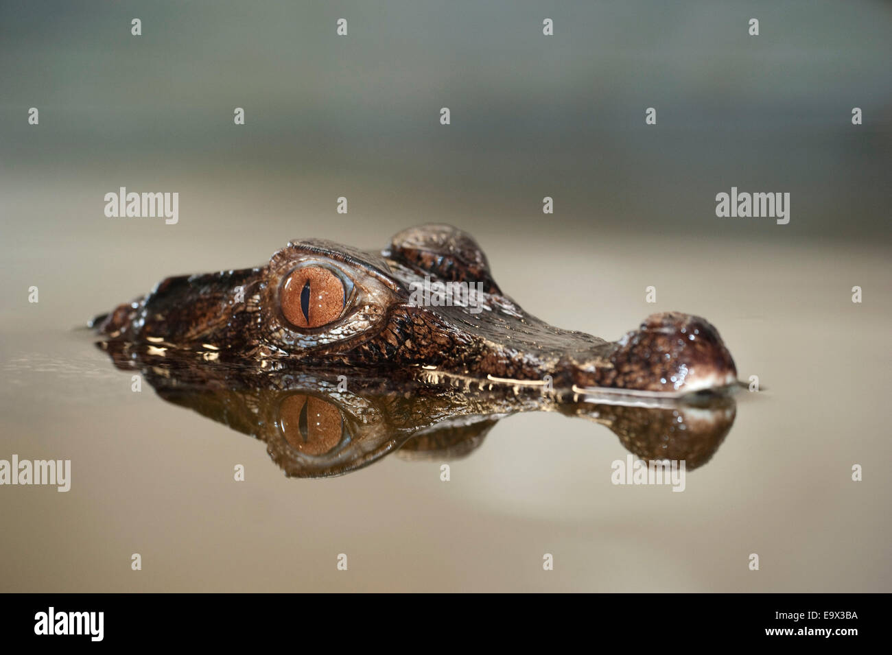 Cuviers Dwarf Caiman Paleosuchus palpebrosus South America Stock Photo ...