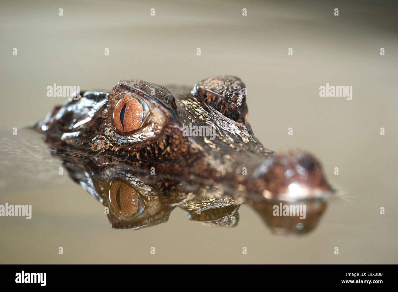 Paleosuchus palpebrosus hi-res stock photography and images - Alamy