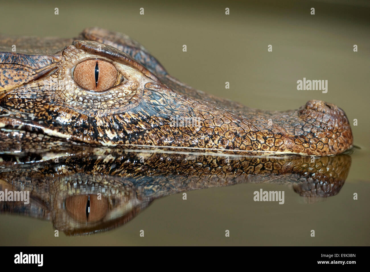 Paleosuchus Palpebrosus High Resolution Stock Photography and Images ...