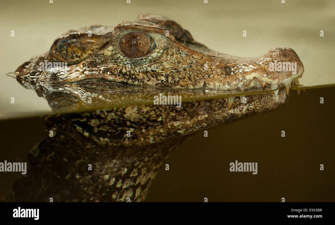 Cuviers Dwarf Caiman Paleosuchus palpebrosus South America Stock Photo ...