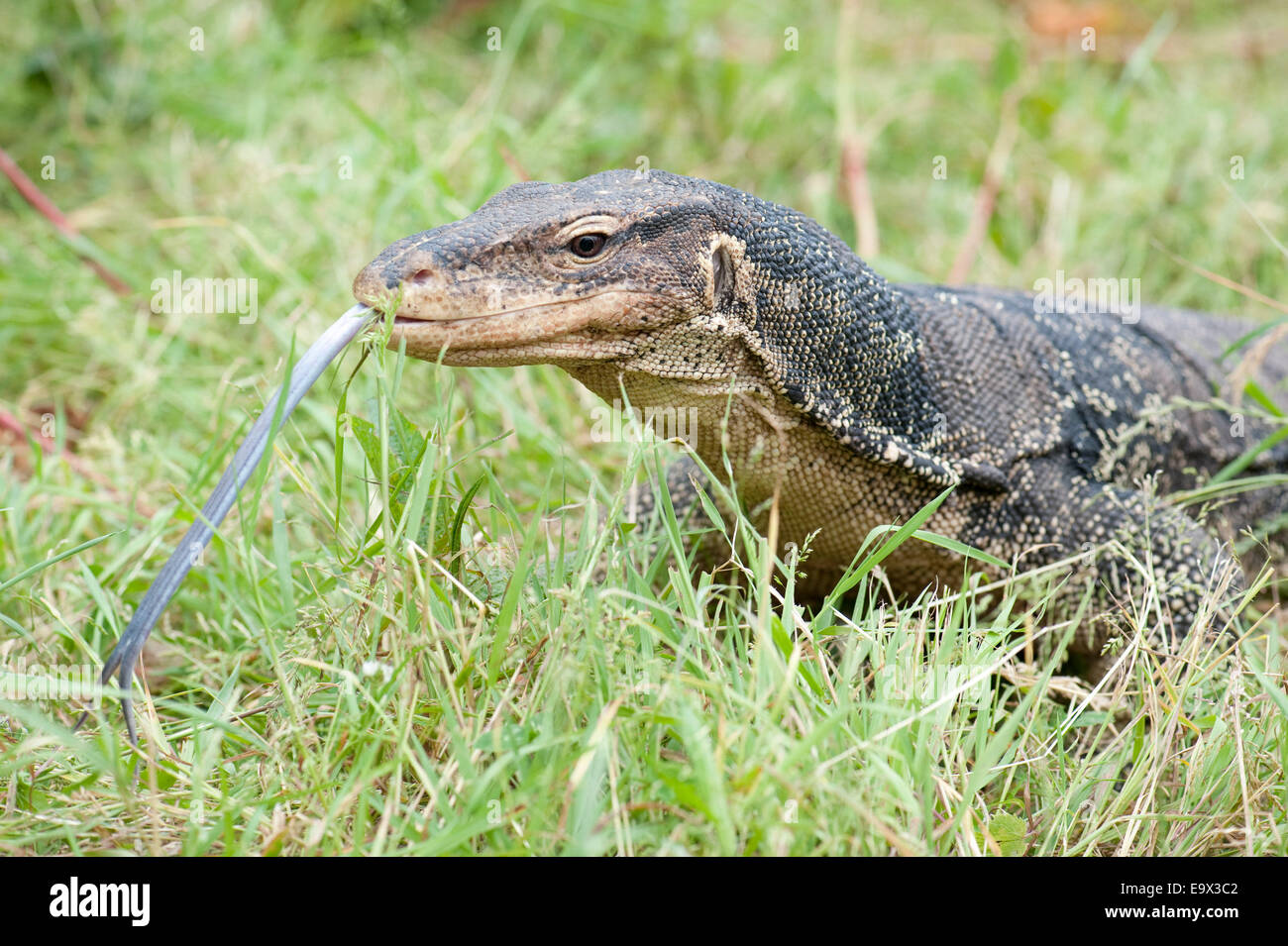 Water monitor Varanus salvator Stock Photo - Alamy