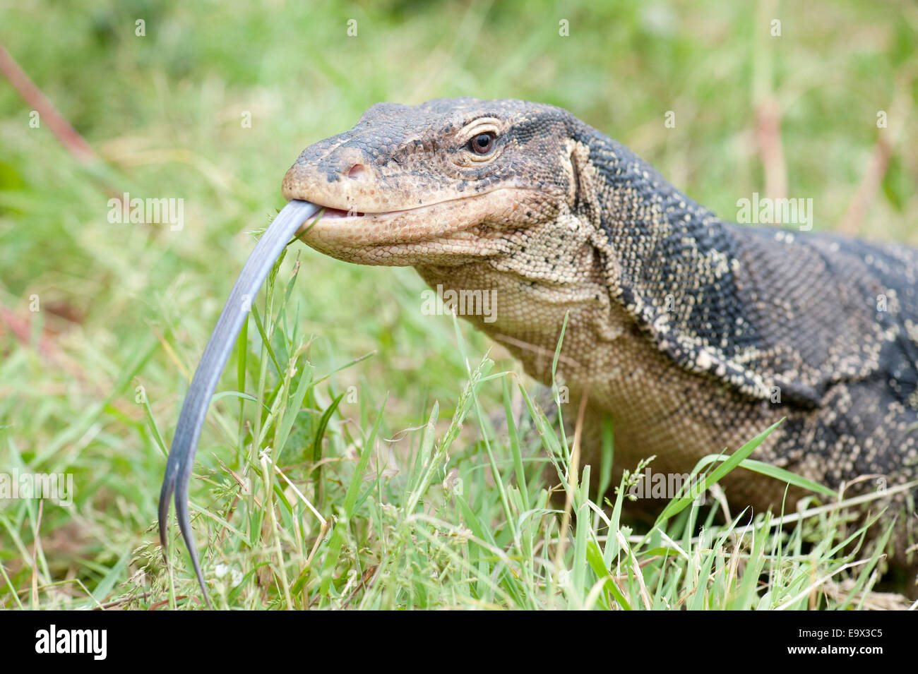 Water monitor Varanus salvator Stock Photo - Alamy