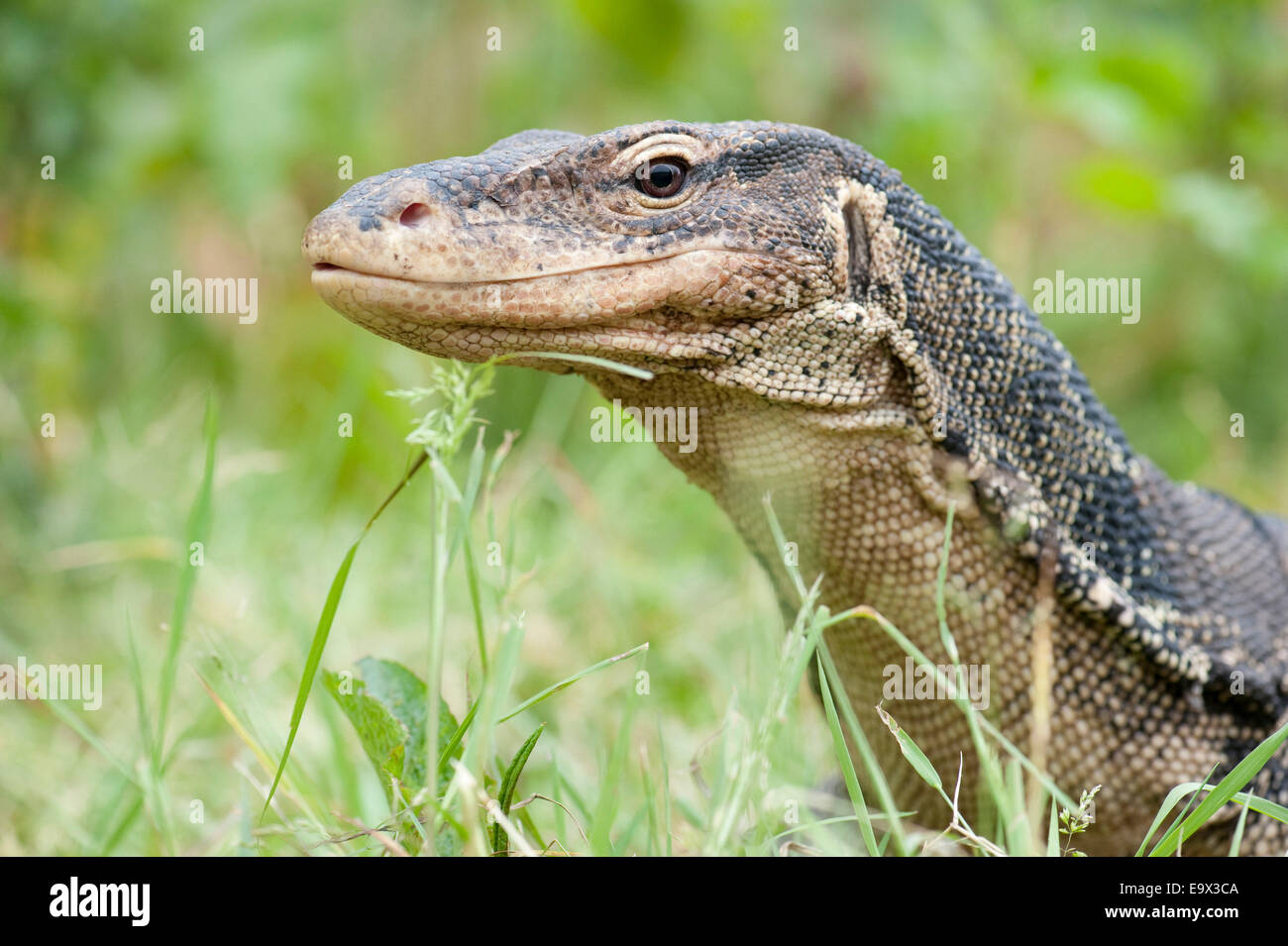 Water monitor Varanus salvator Stock Photo - Alamy