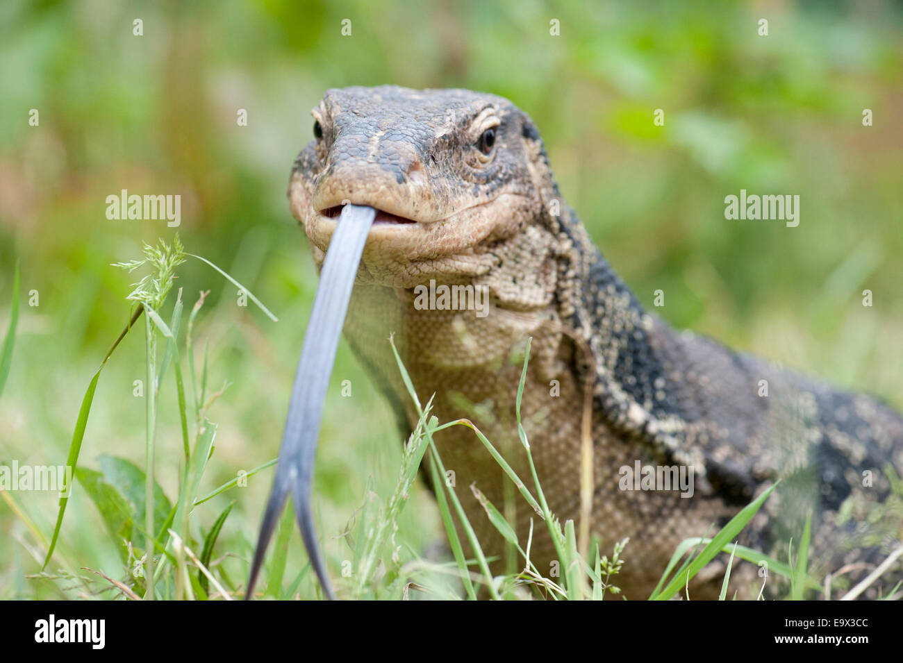 Water monitor Varanus salvator Stock Photo - Alamy