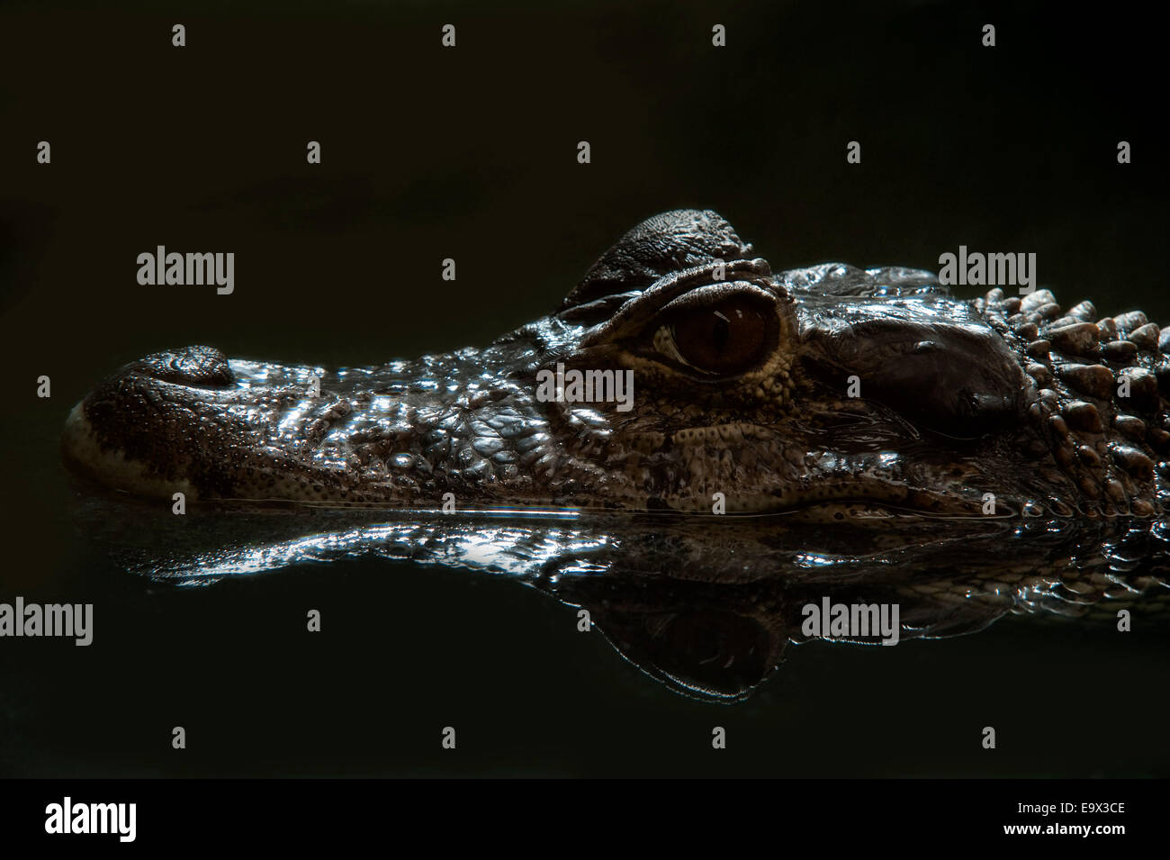 Caiman hi-res stock photography and images - Alamy