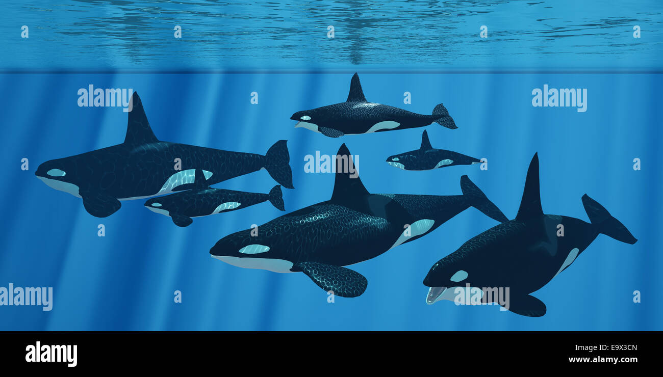 Orca pod underwater hi-res stock photography and images - Alamy