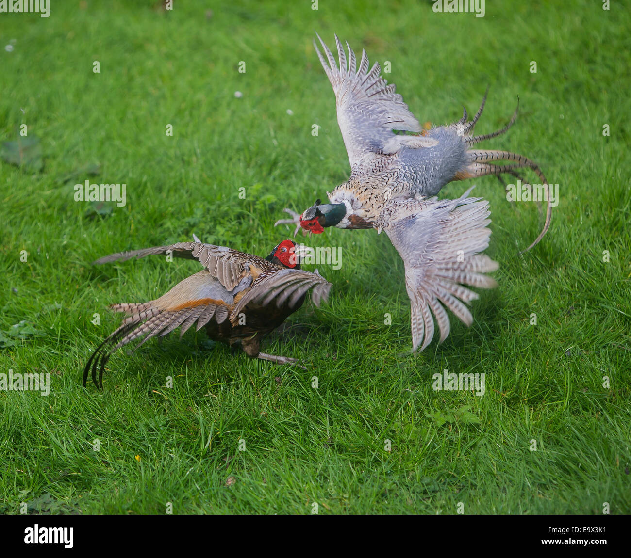 Male Pheasants Phasianus torquatus involved in a vicious fight over ...