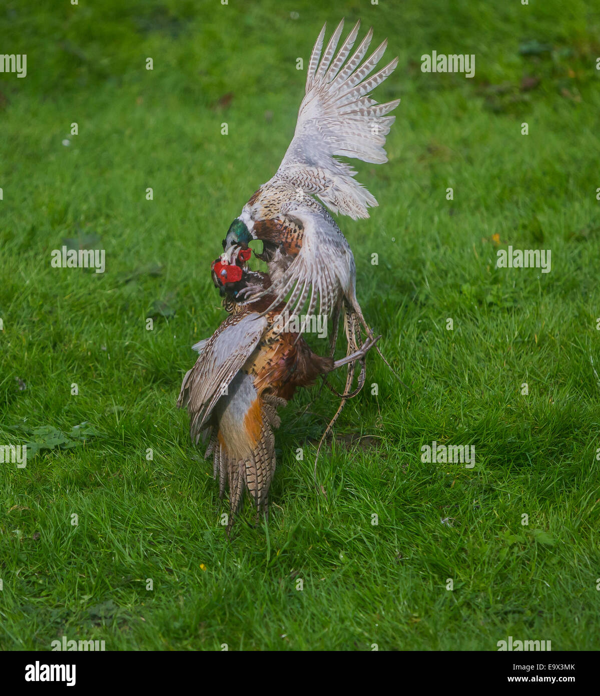 Male Pheasants Phasianus torquatus involved in a vicious fight over ...