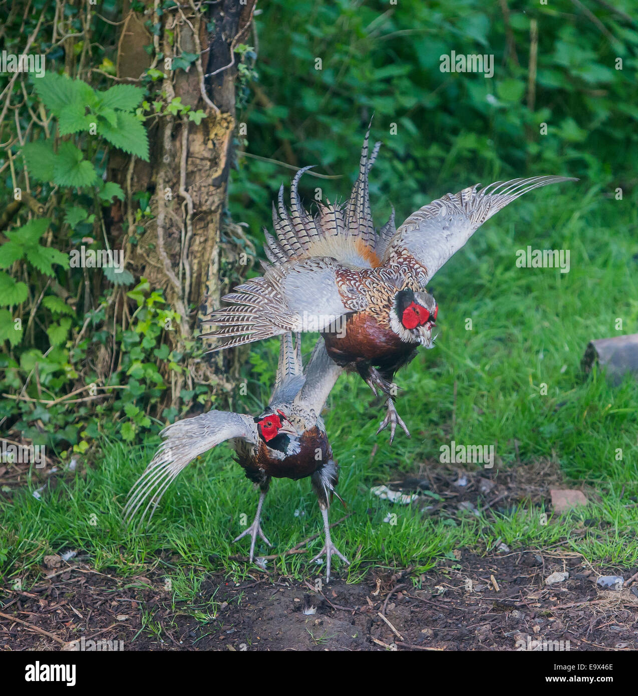 Male Pheasants Phasianus torquatus involved in a vicious fight over territory and the females it ...