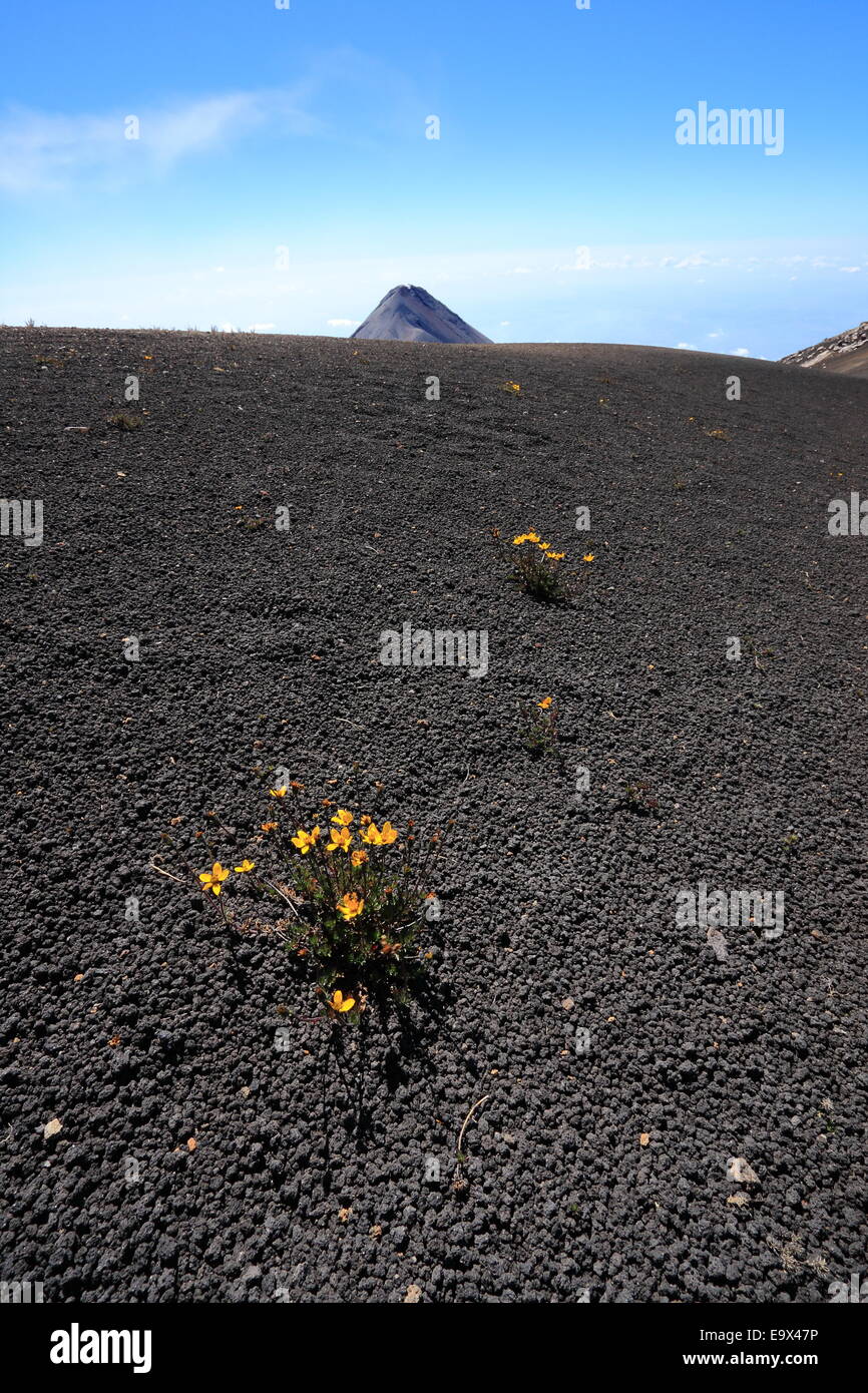 Volcan Acatenango summit plateau near Antigua, Guatemala. Volcan Fuego ...
