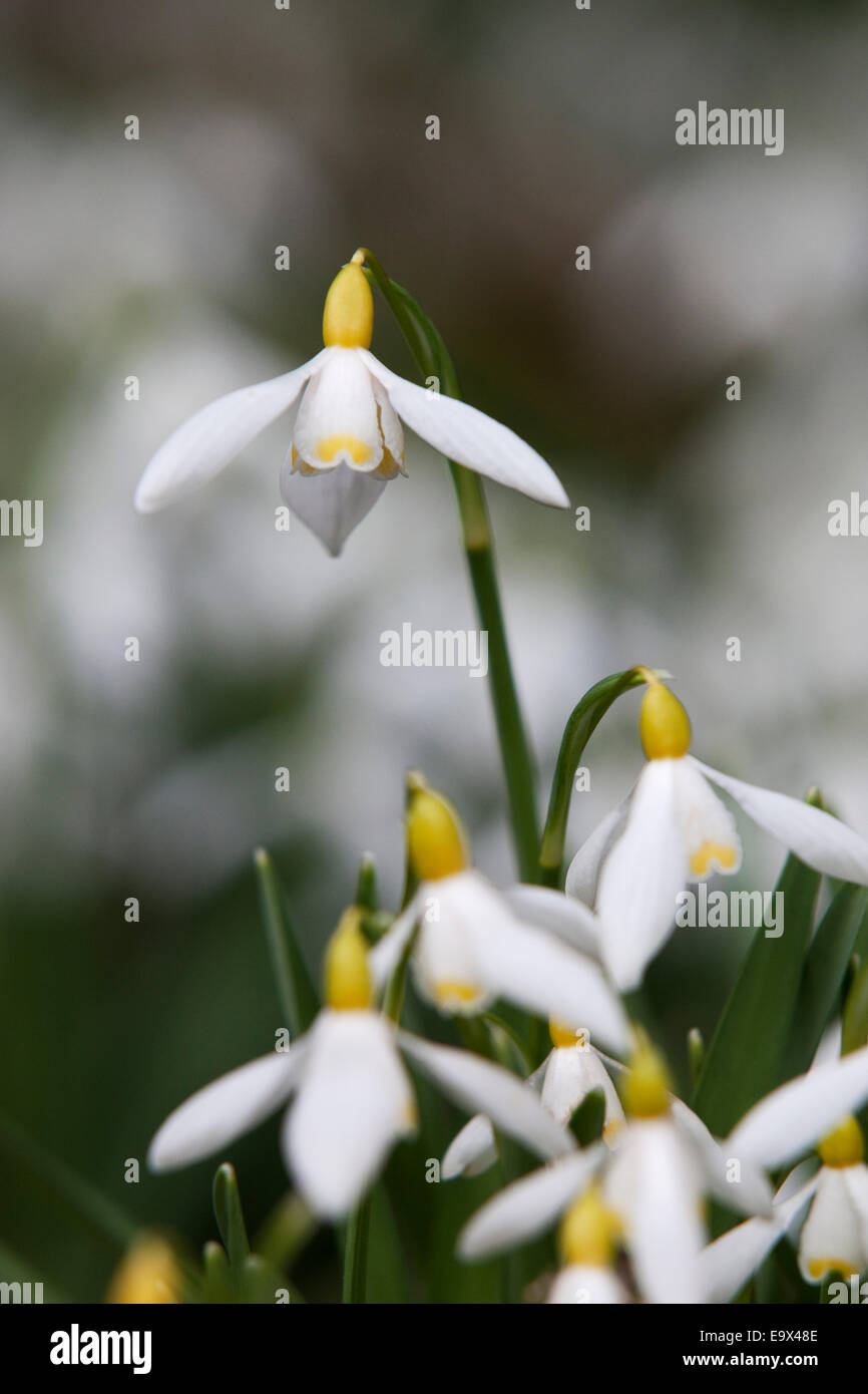 Galanthus nivalis sandersii hi-res stock photography and images - Alamy