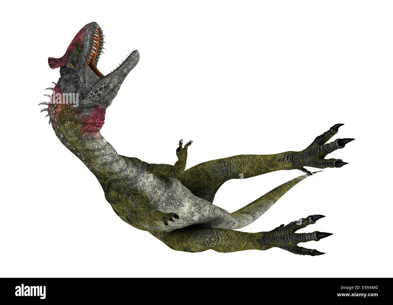 3D digital render of a wounded dinosaur Cryolophosaurus isolated on ...