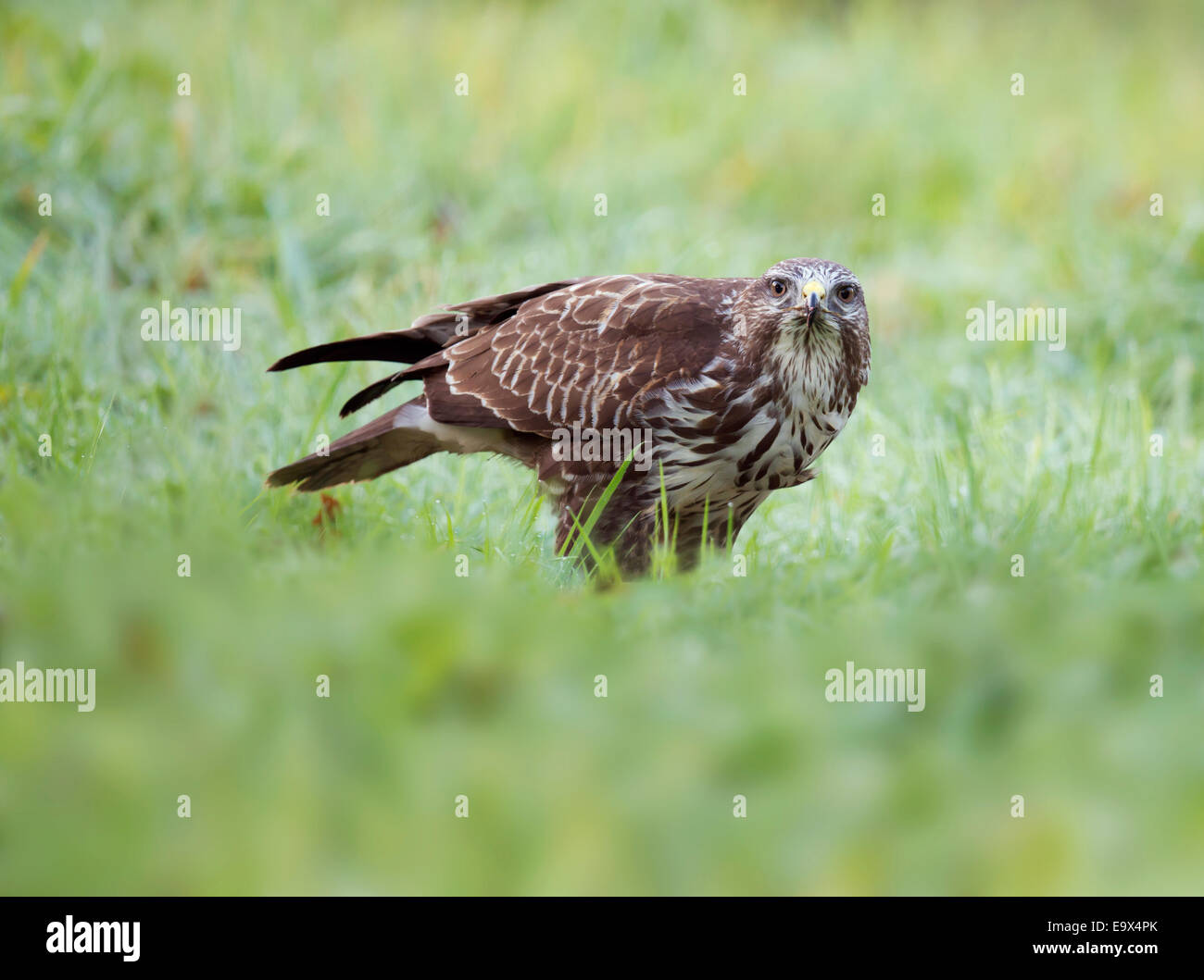 Wild Common Buzzard, Buteo buteo on ground feeding Stock Photo - Alamy
