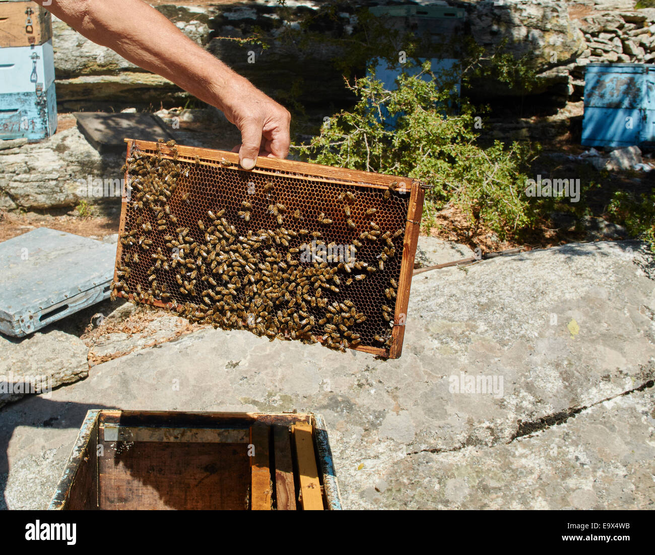 Bees and honeycomb, Ikaria, Greece Stock Photo - Alamy
