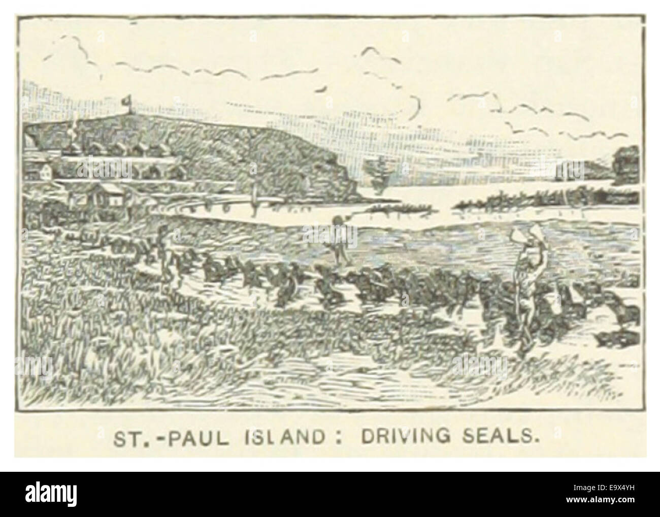 An illustration from the 1891 US-AK map series showing St. Paul Island ...