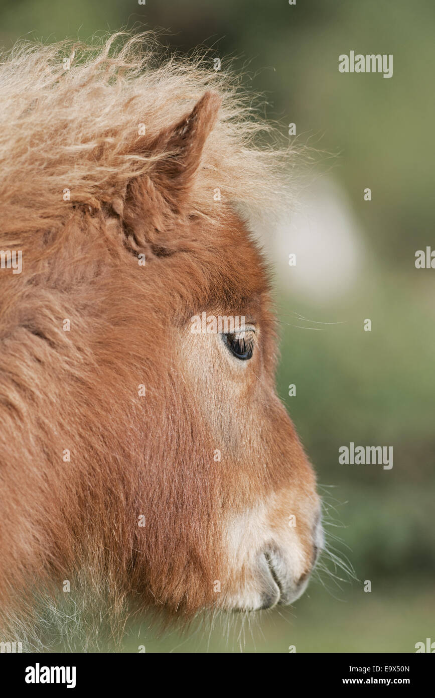 Portrait of a Red Pony (Equus ferus caballus) Uk Stock Photo - Alamy