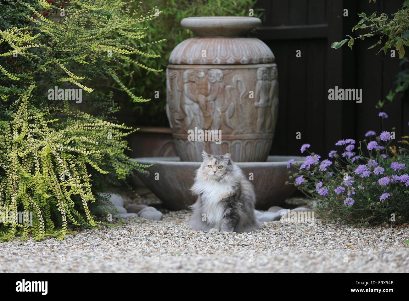 Persian cat sitting on hi-res stock photography and images - Alamy