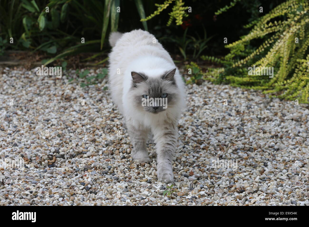 Walking ragdoll hi-res stock photography and images - Alamy