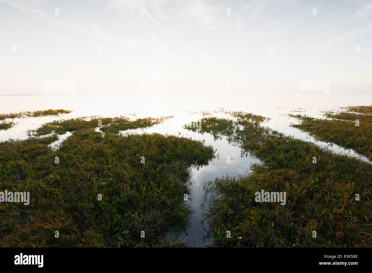 High spring tide flooding coastal salt marsh. Bristol Channel. Somerset ...