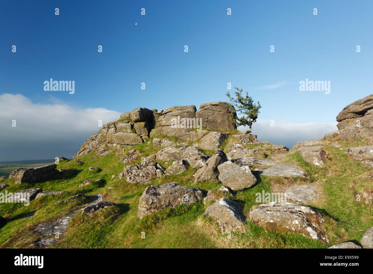 Moonrise and lone hawthorn tree on Sharp Tor. Dartmoor National Park ...
