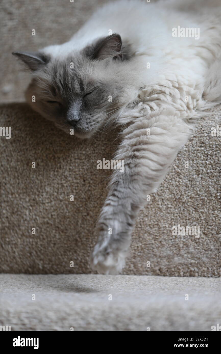 RAGDOLL CAT SLEEPING IN A HOUSE ON THE STAIRS Stock Photo - Alamy