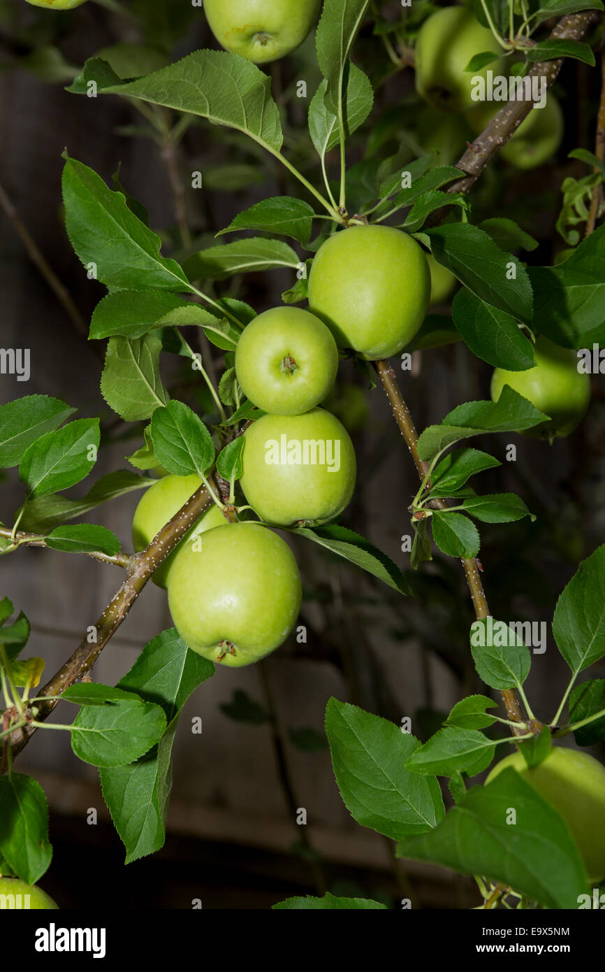 green apple, green apples, apple, apples, apple tree, apple orchard ...