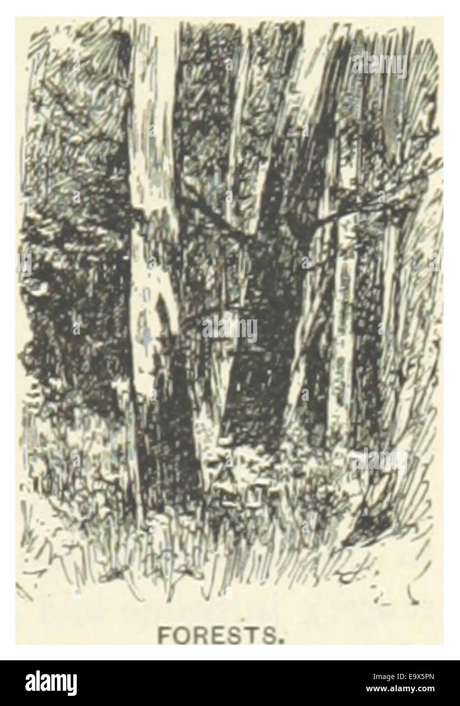 This 1891 illustration from Arkansas showcases the dense forests in the ...
