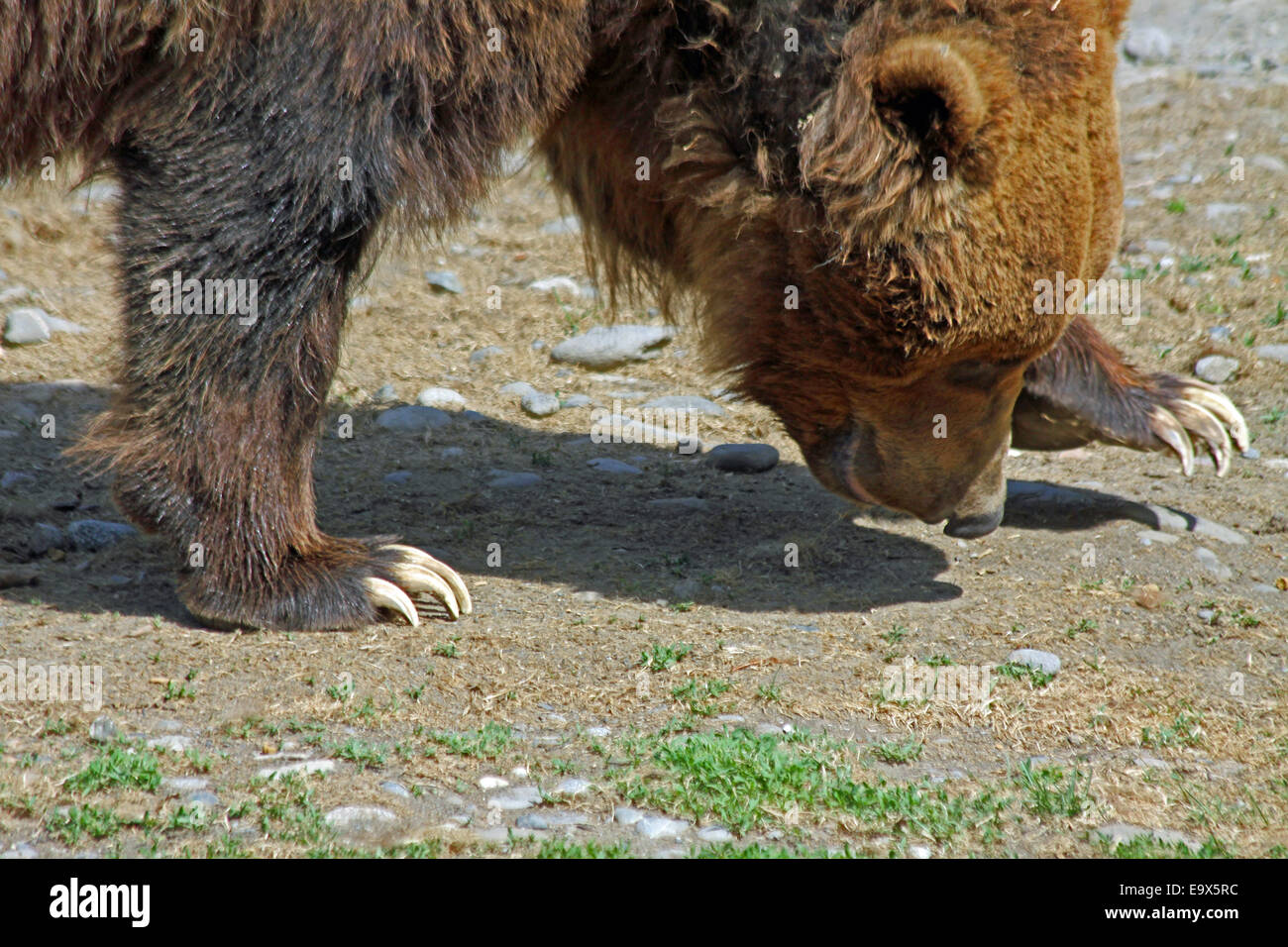 Grizzly Brown Bear sniffing Stock Photo - Alamy