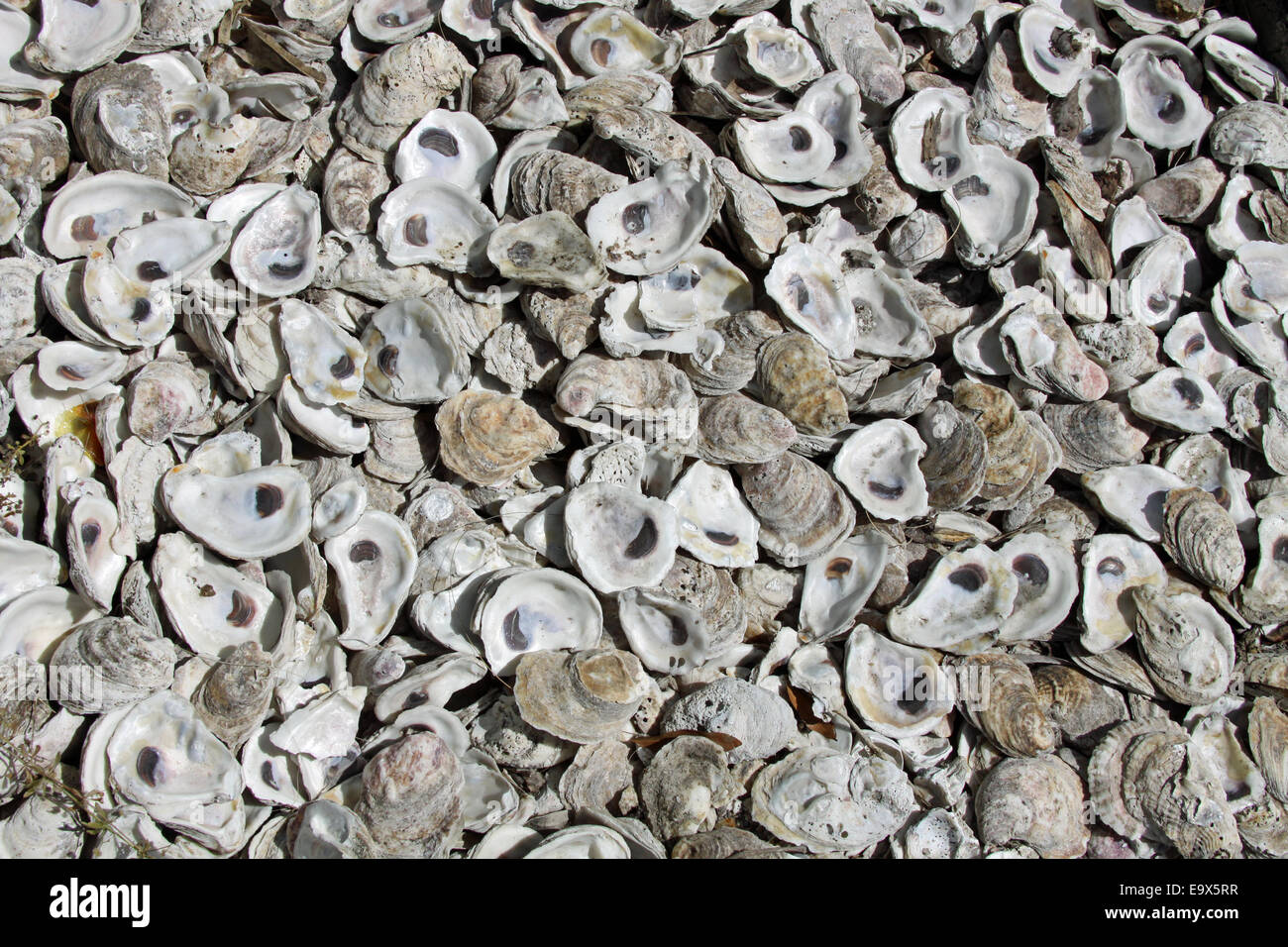 Apalachicola oyster hi-res stock photography and images - Alamy