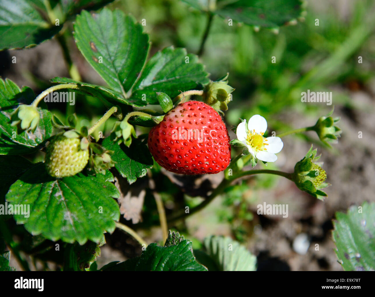 strawberries in the garden Stock Photo - Alamy