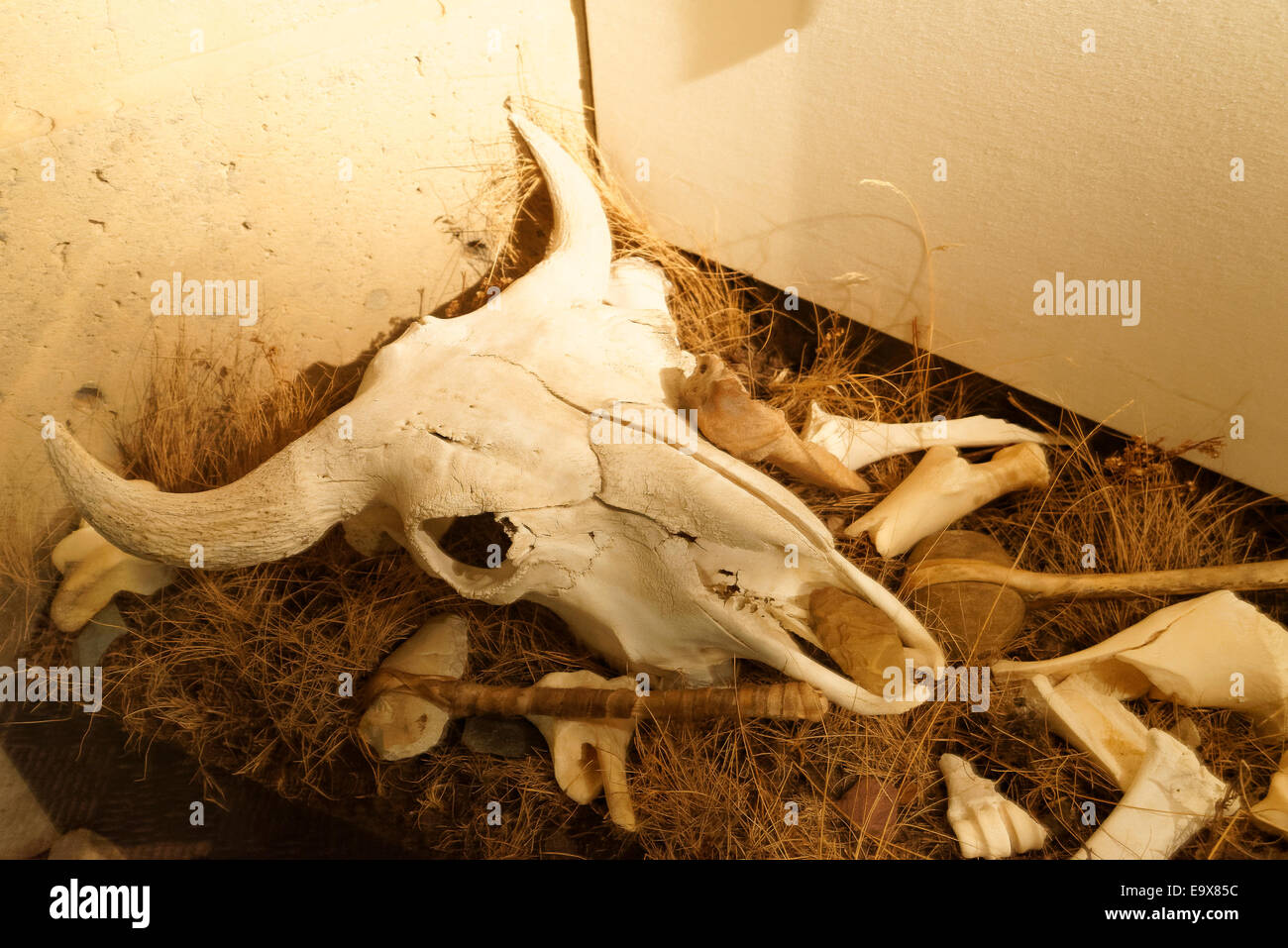 Bison skull hi-res stock photography and images - Alamy
