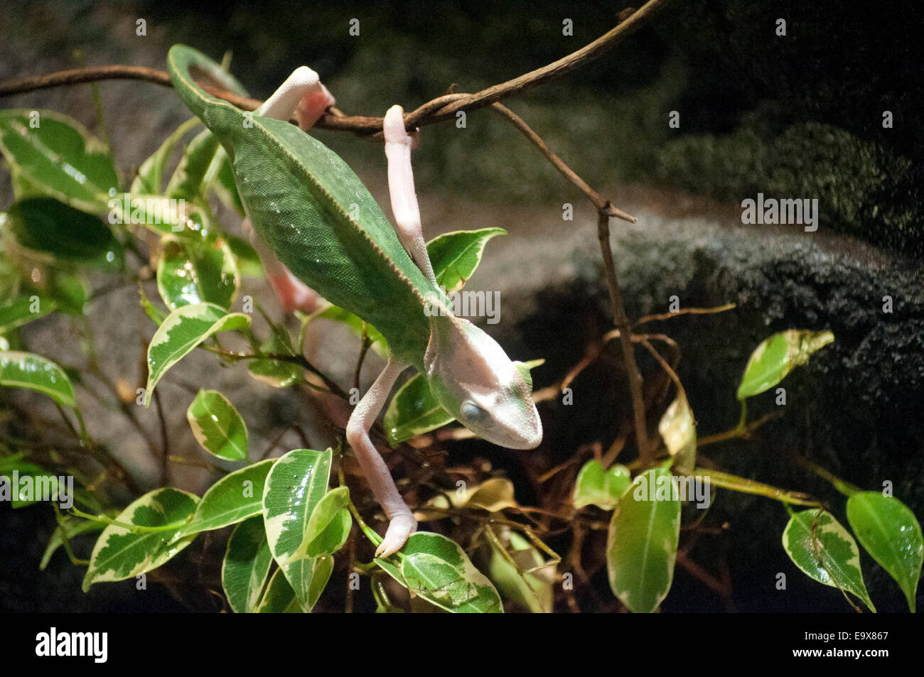 Lizard in Natural environment Stock Photo - Alamy