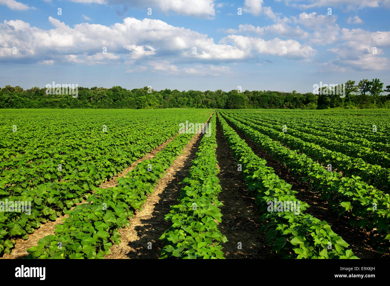 Usa farmland square hi-res stock photography and images - Alamy