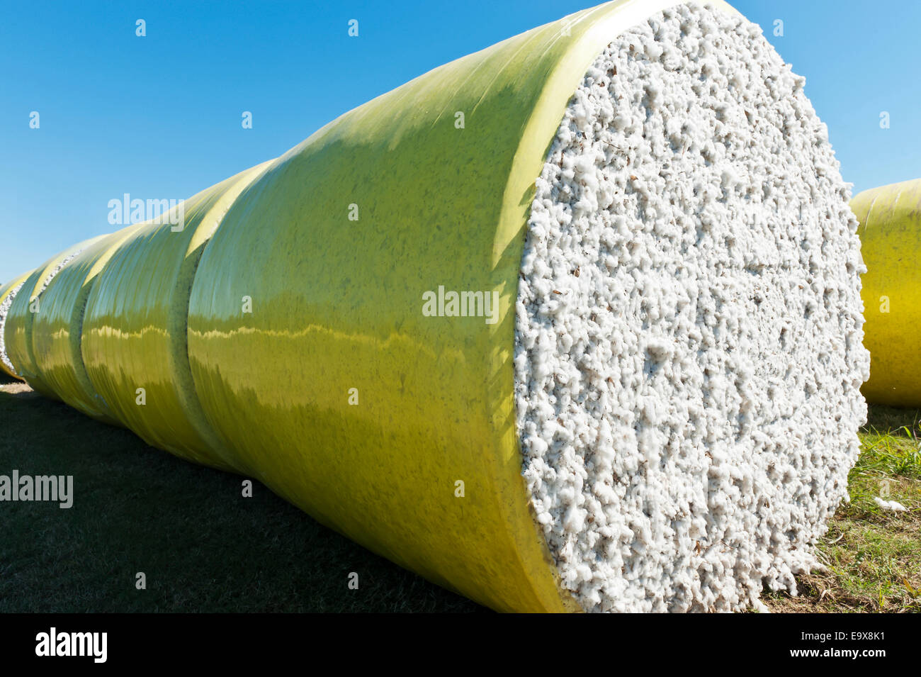 Round modules of cotton wait in the gin yard for ginning; Cary ...