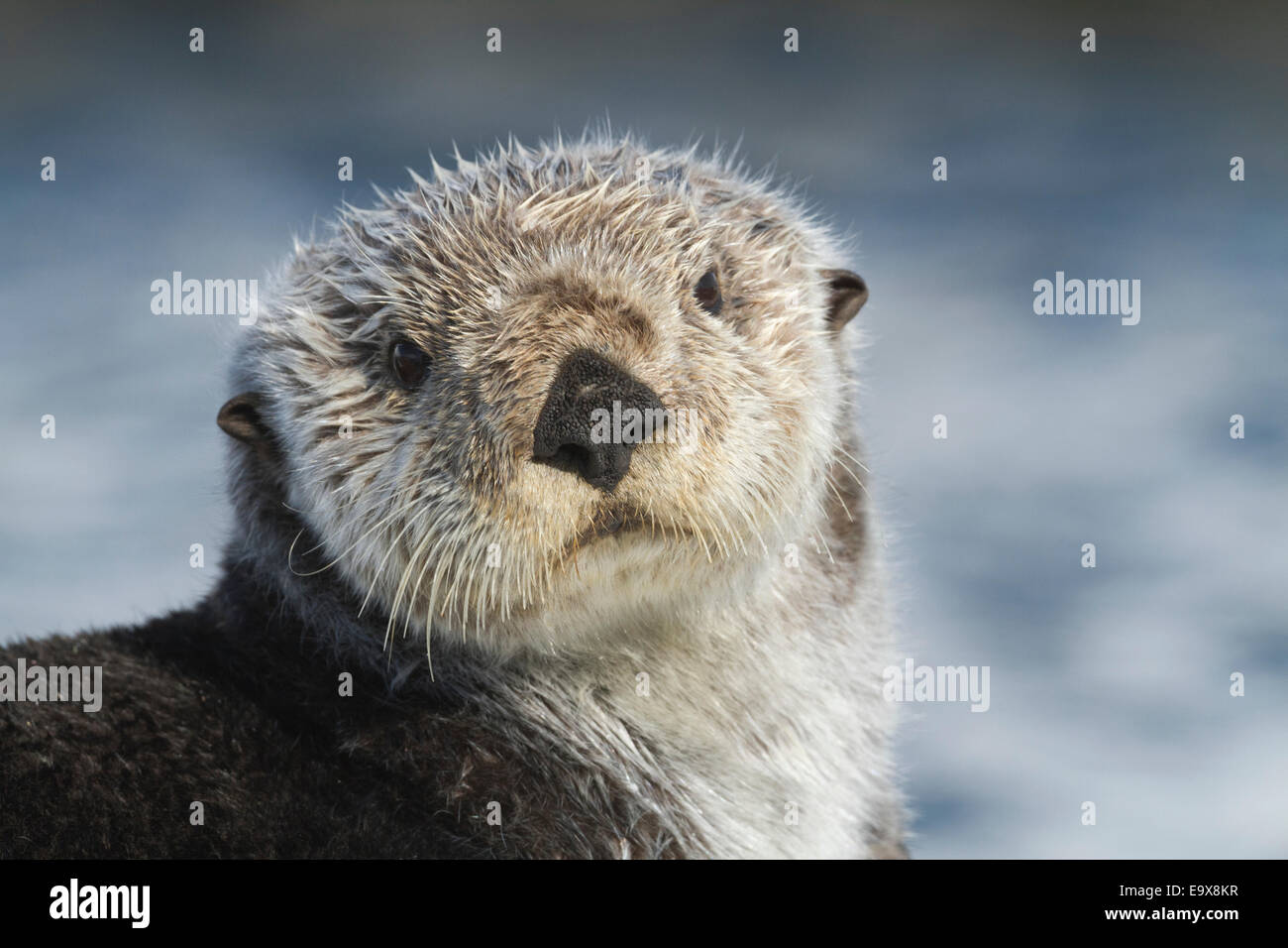 Sea Otter in Whittier, Alaska. Winter. Otters. Southcentral Alaska ...